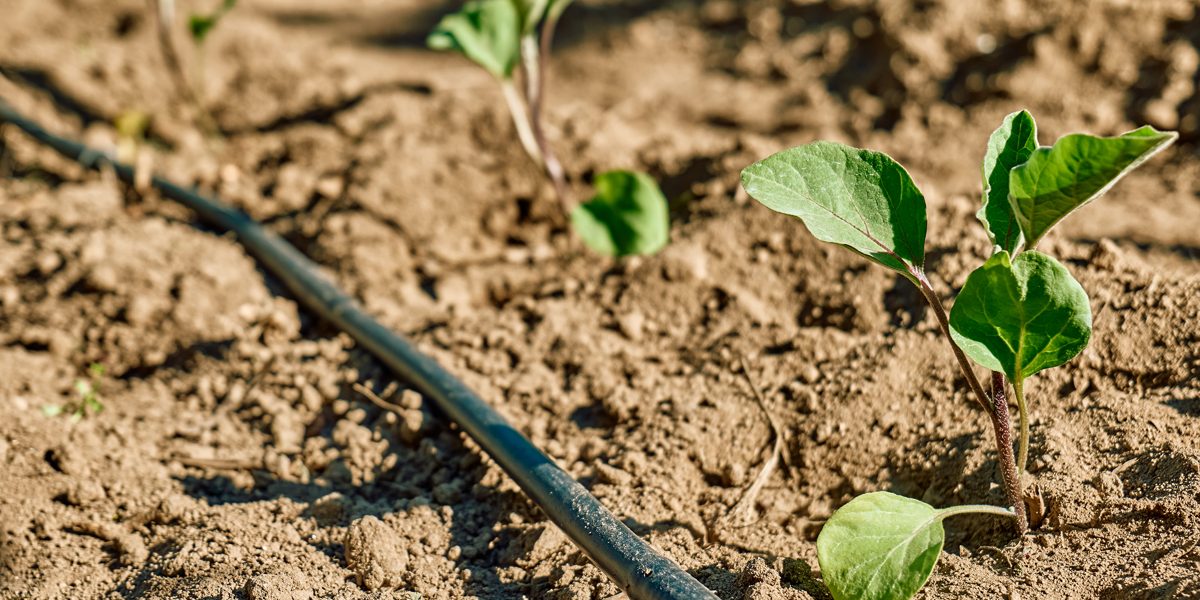 How To Install Drip Irrigation | 4 Easy Steps | Sonoran Landscape ...